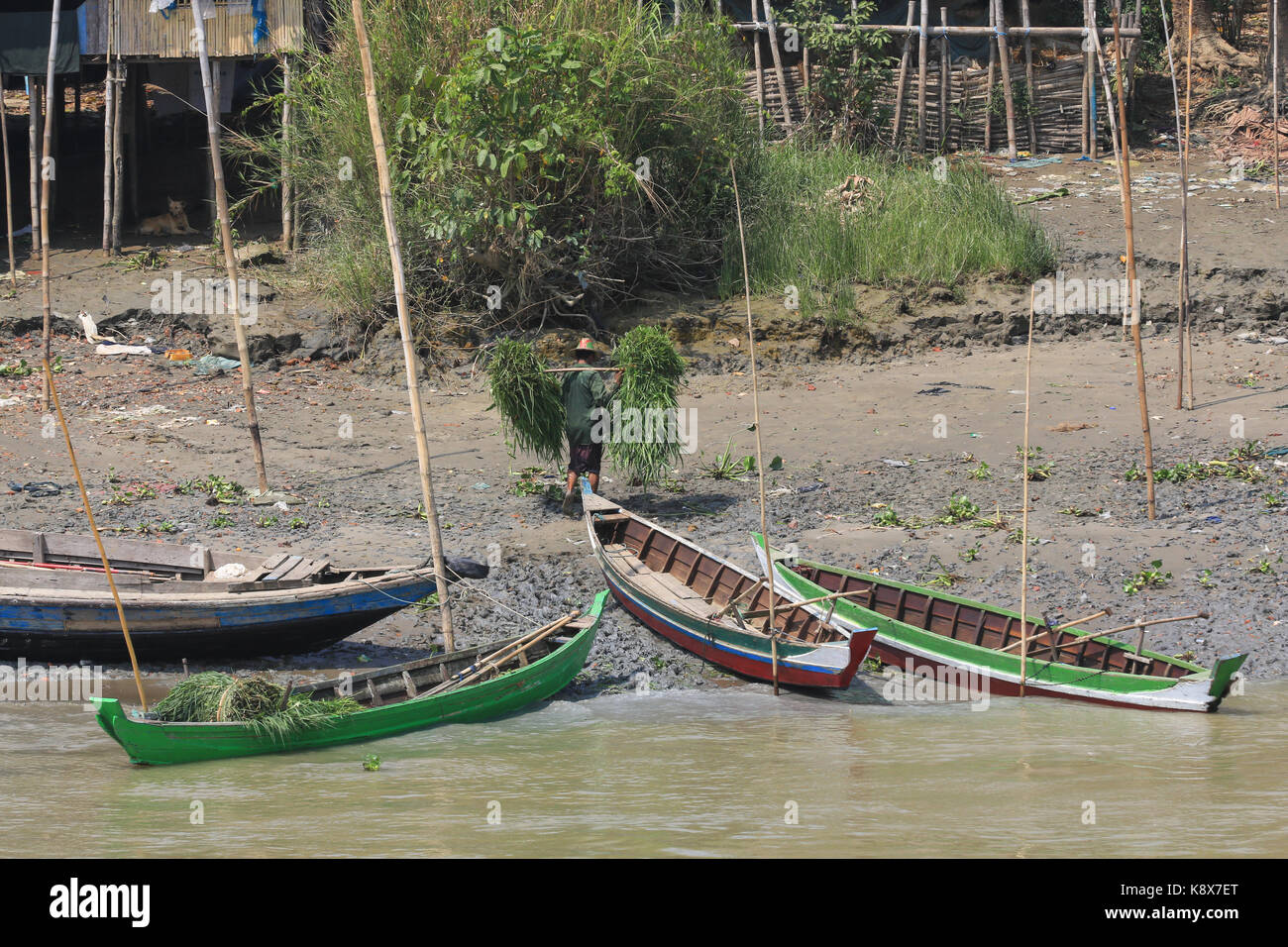 A man carrying a load of long green grass from a small boat on the ...