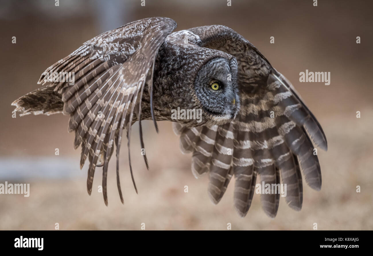 Great Gray Owl in Flight Stock Photo - Alamy