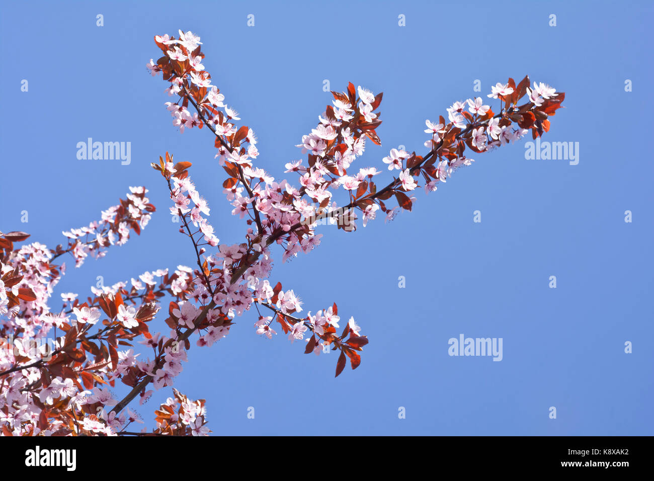 Beautifully blossoming reddish plum blossom. Background. Texture ...