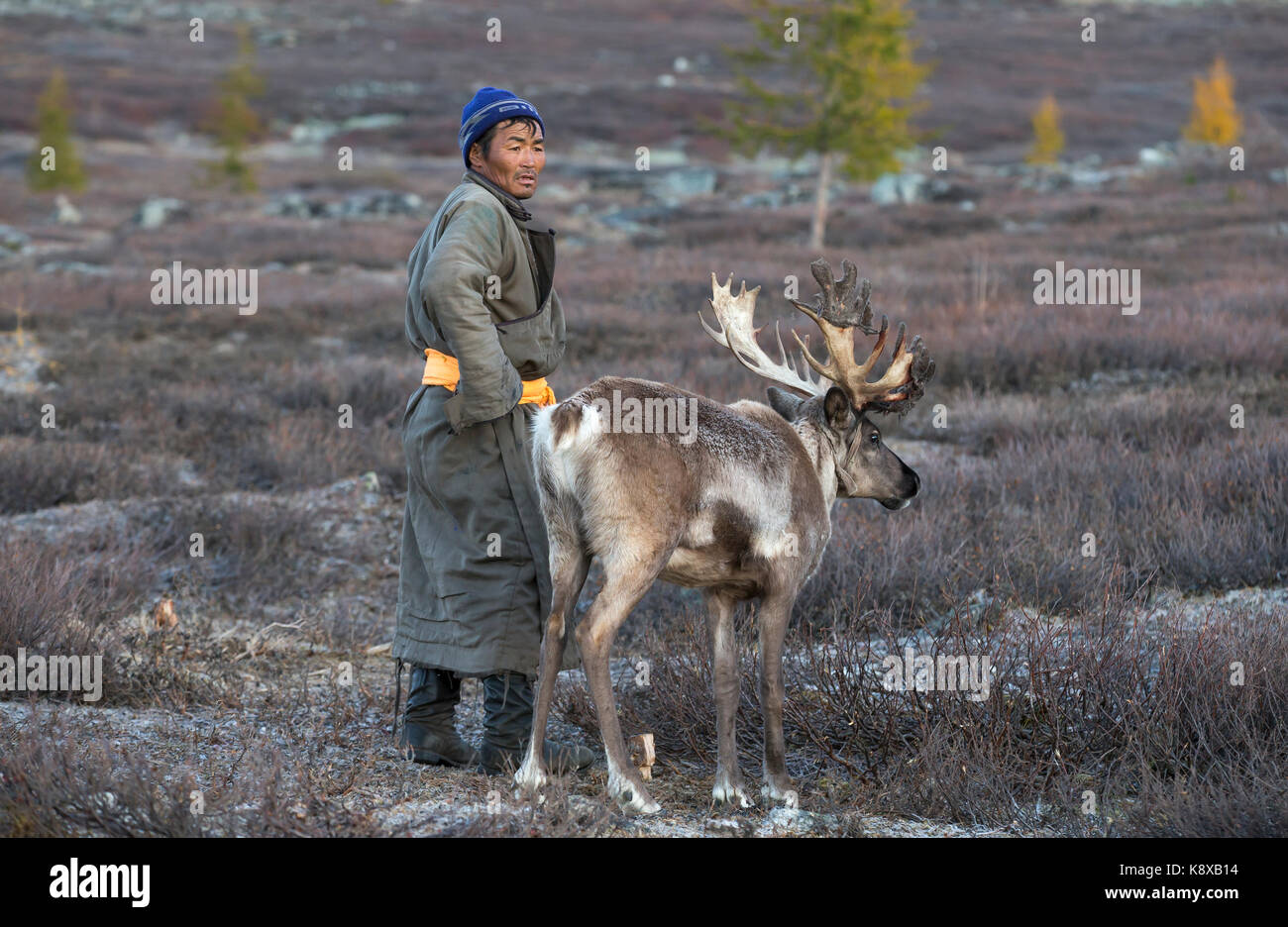 tsaatan man, dressed in a traditional deel, with his reindeers in a ...