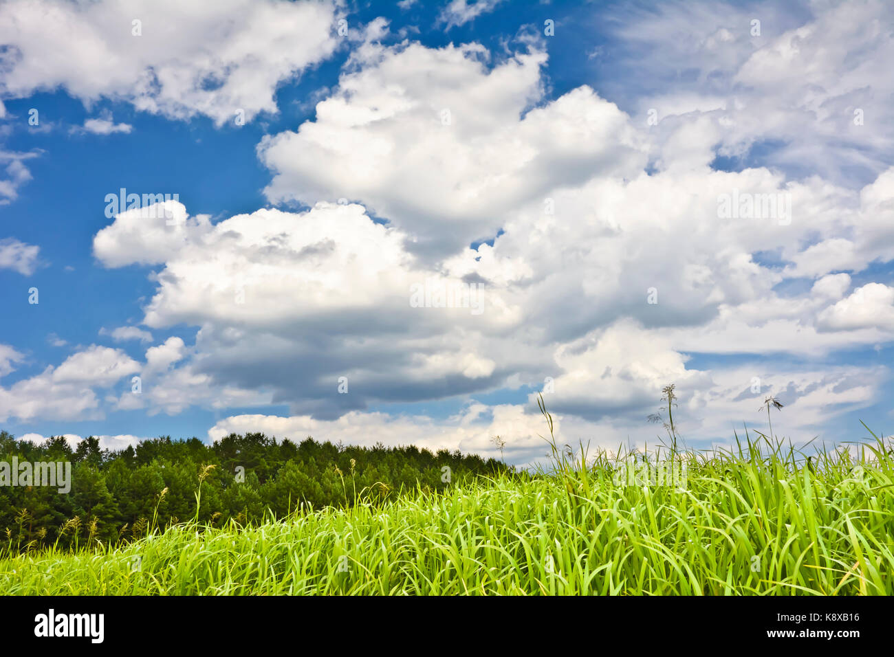 Landscape with clouds trees and meadow. Pleasant nice sunny summer day ...