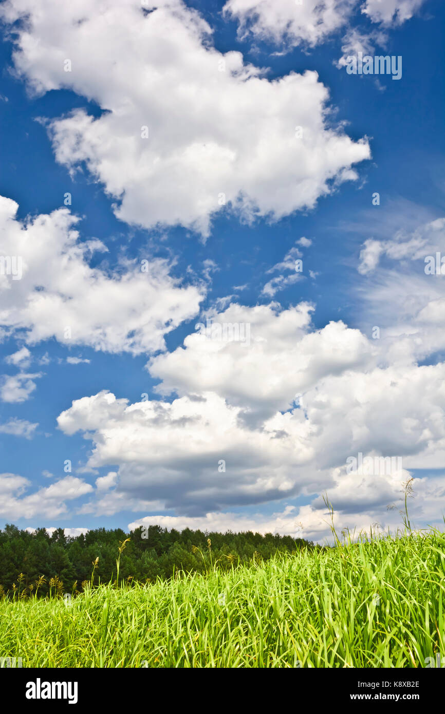 Landscape with clouds trees and meadow. Pleasant nice sunny summer day ...