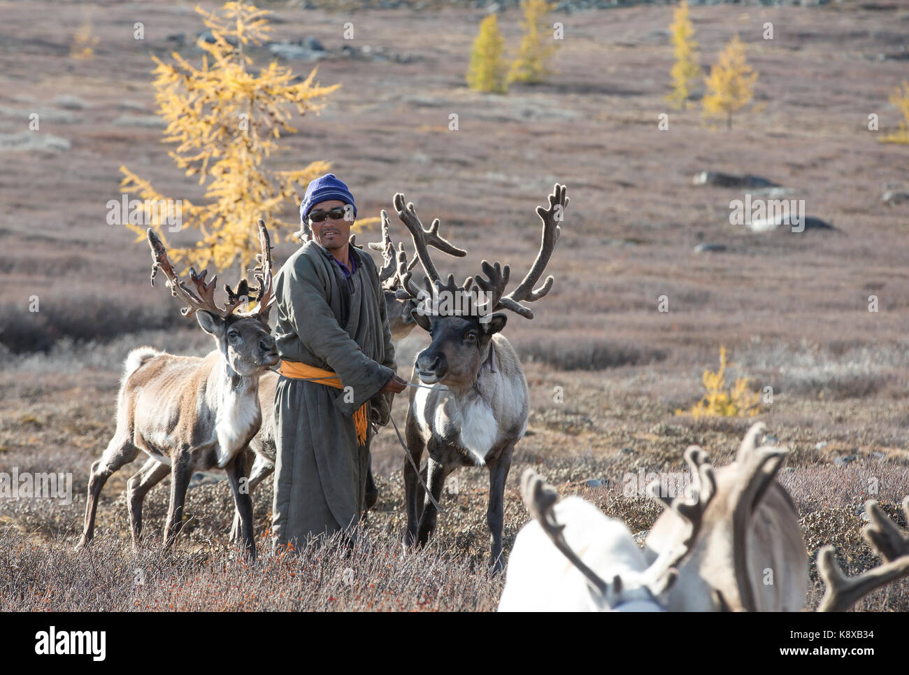 tsaatan man, dressed in a traditional deel, with his reindeers in a ...