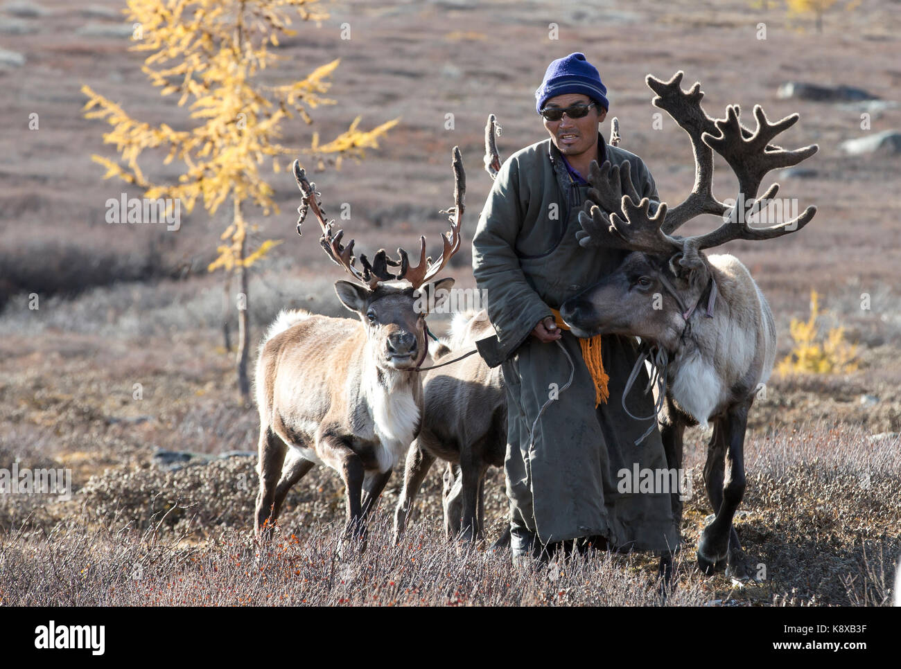 tsaatan man, dressed in a traditional deel, with his reindeers in a ...