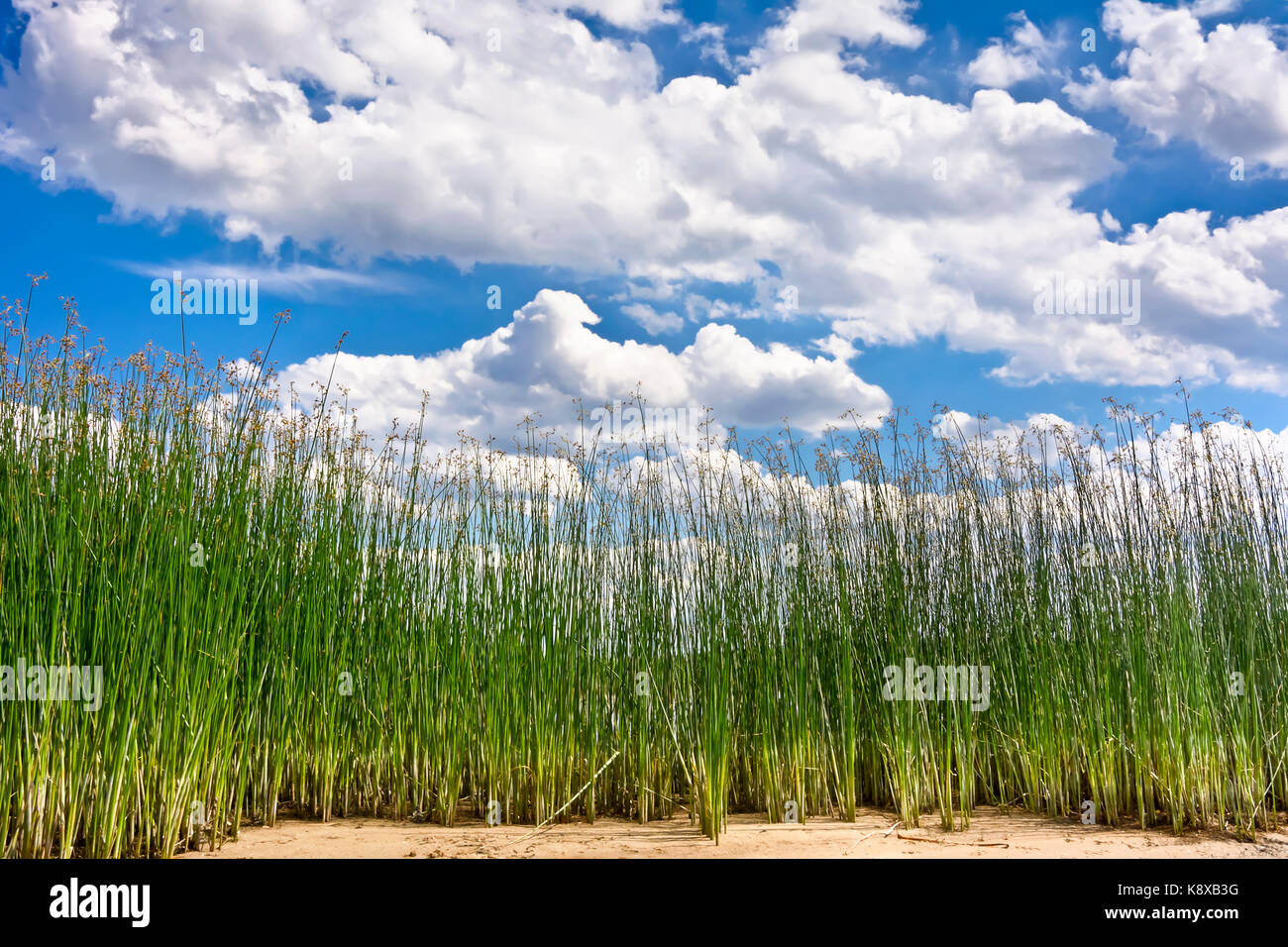 Sweet flag hi-res stock photography and images - Alamy