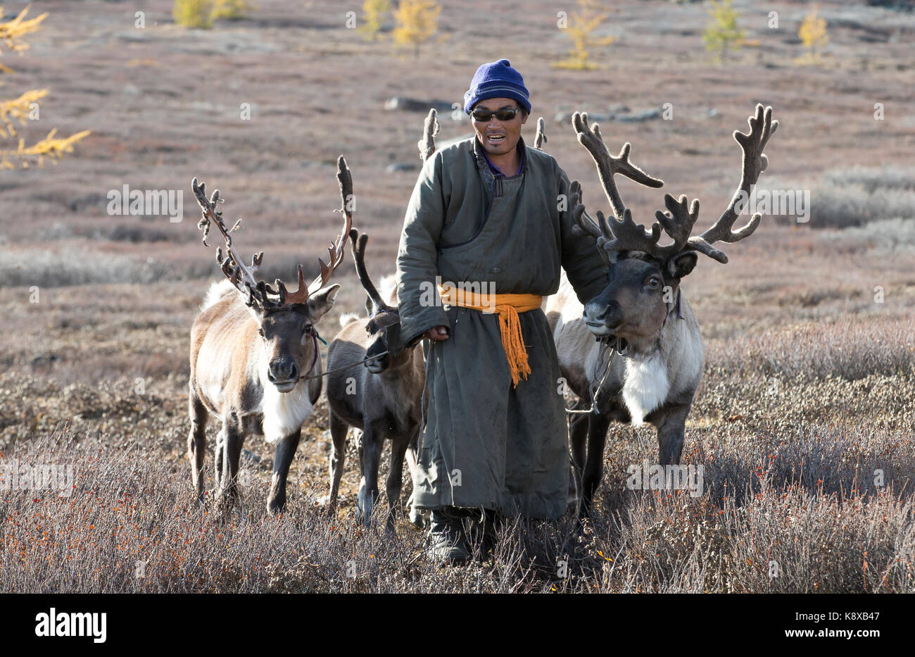 tsaatan man, dressed in a traditional deel, with his reindeers in a ...