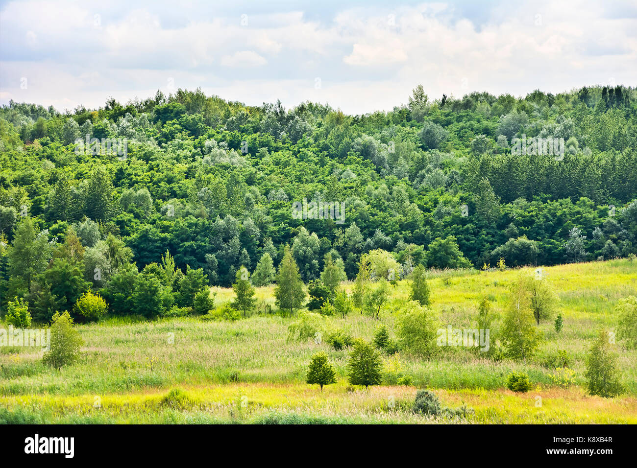 Landscape with clouds trees and meadow. Pleasant nice sunny summer day ...