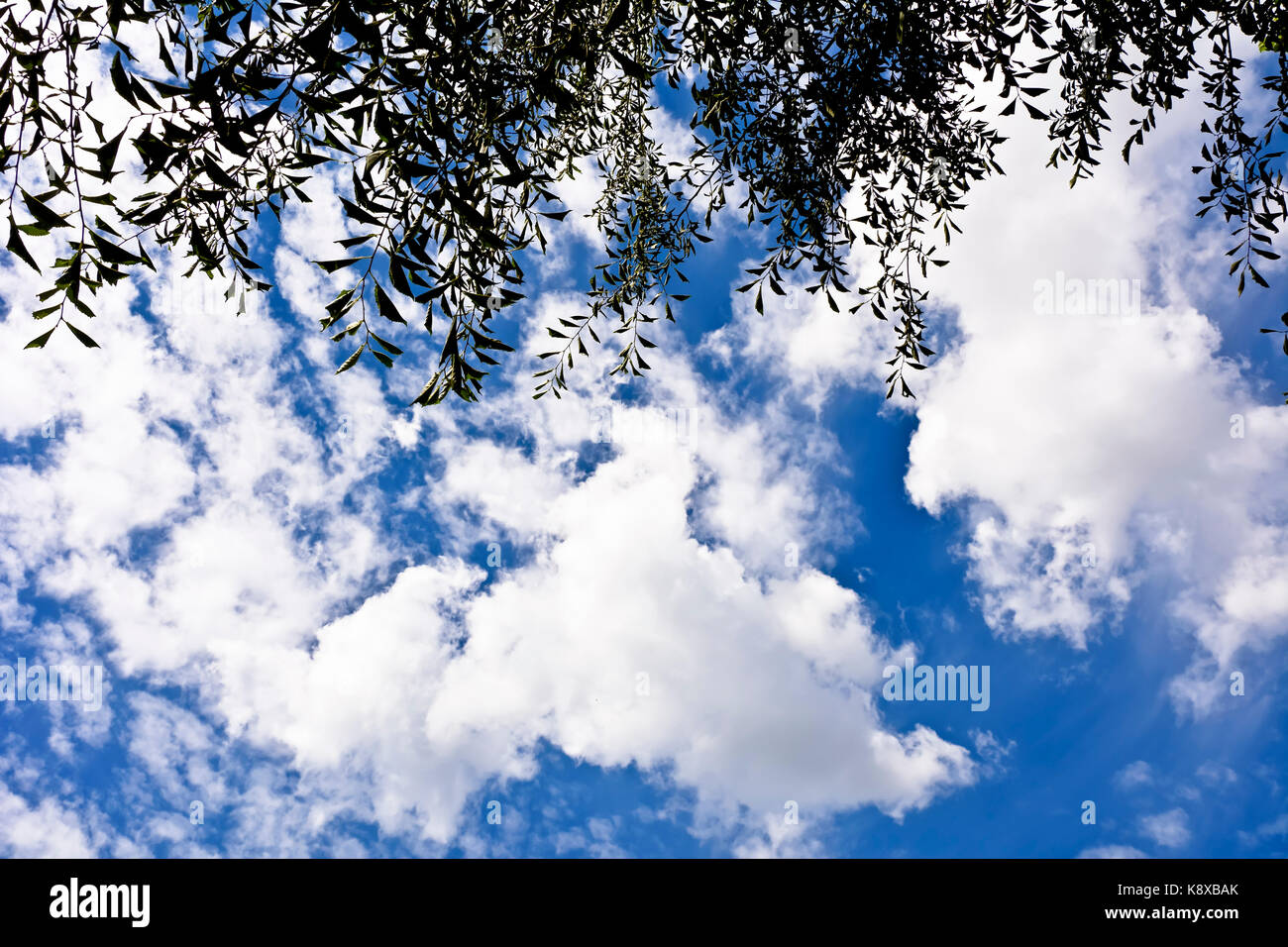Tree branches against the sky with clouds. View from under a tree on ...