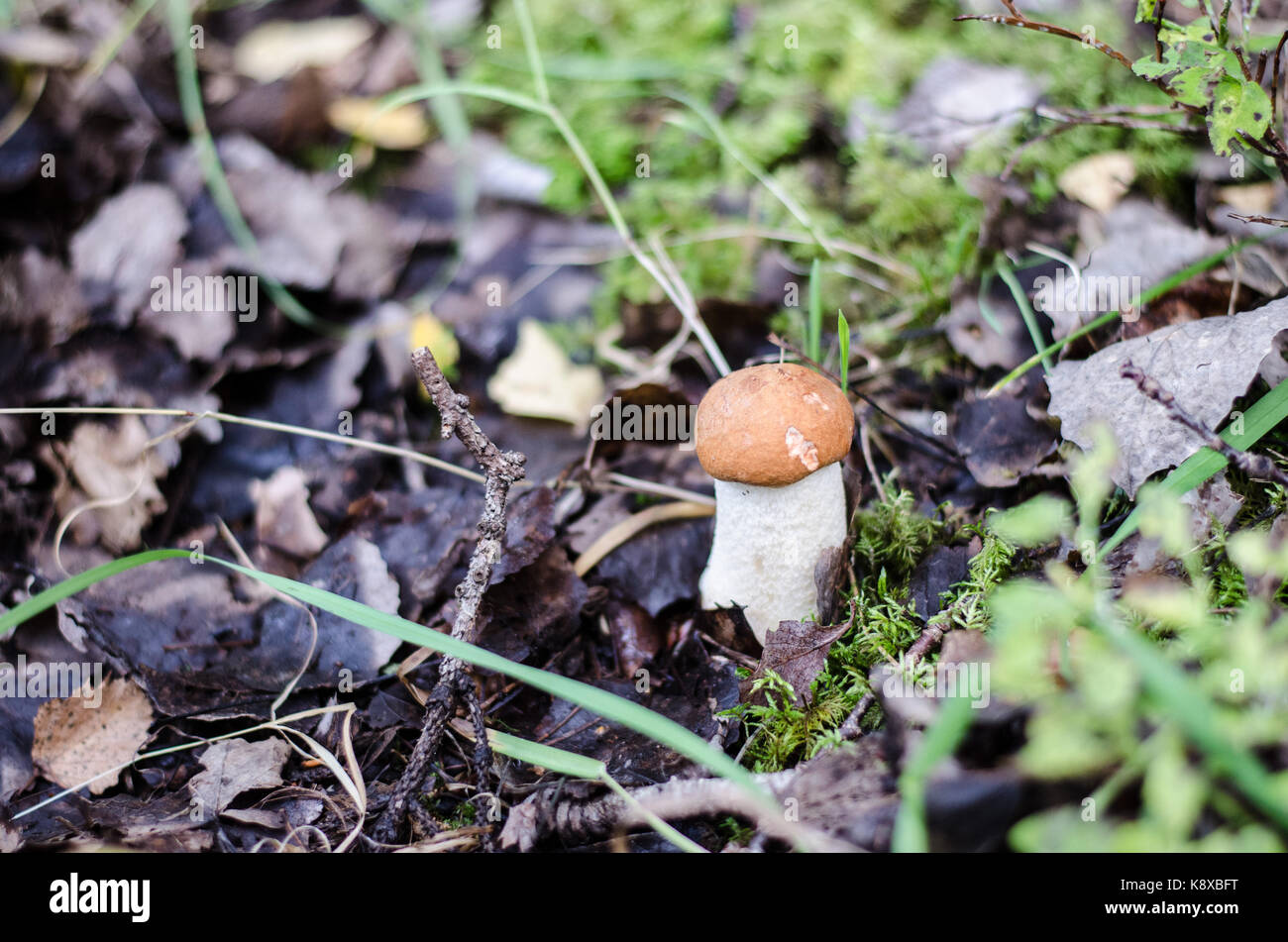Leccinum growing from the ground with old leaves around it Stock Photo ...