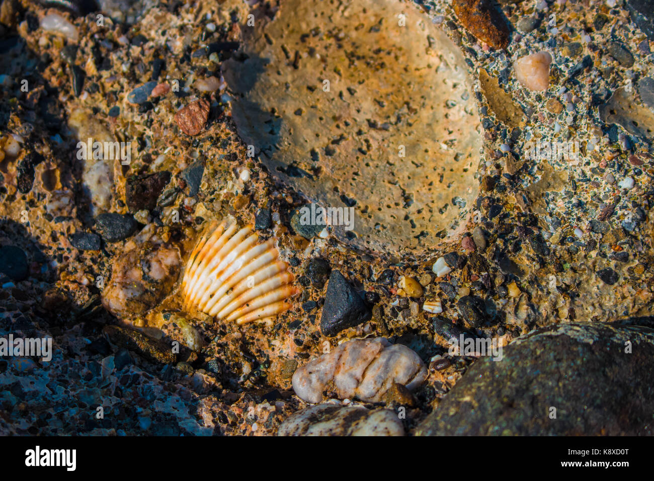 Beach cliffs. Stone, shell and sea. Marine background Stock Photo - Alamy