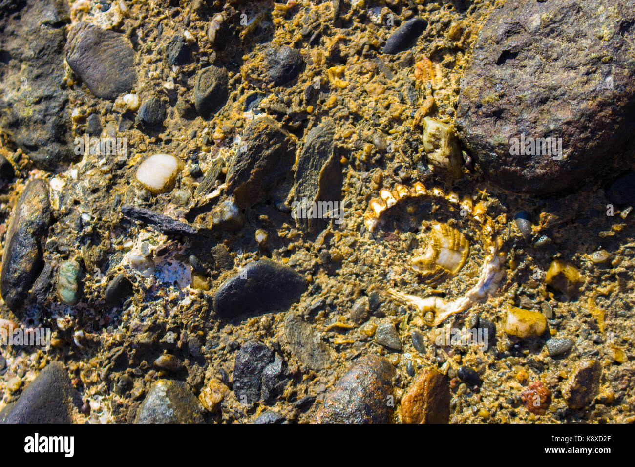 Beach cliffs. Stone, shell and sea. Marine background Stock Photo - Alamy