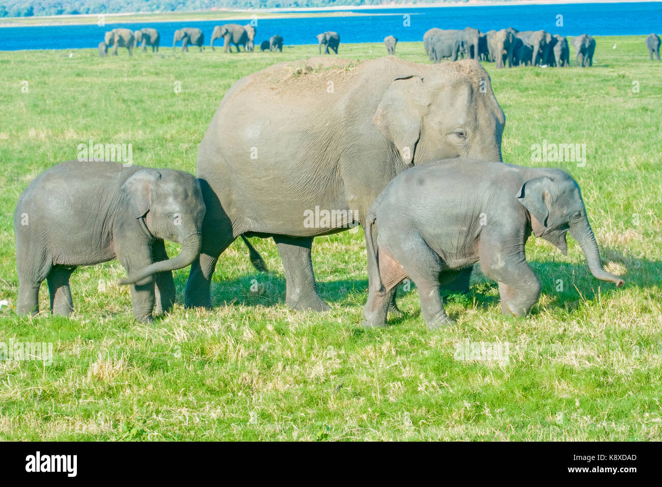 Wild Elephants In Minneriya National Park Stock Photo - Alamy