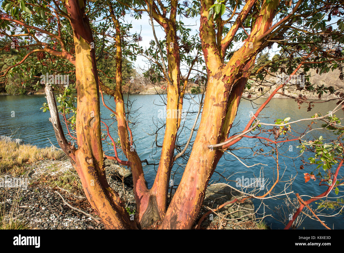 Madrona point hi-res stock photography and images - Alamy
