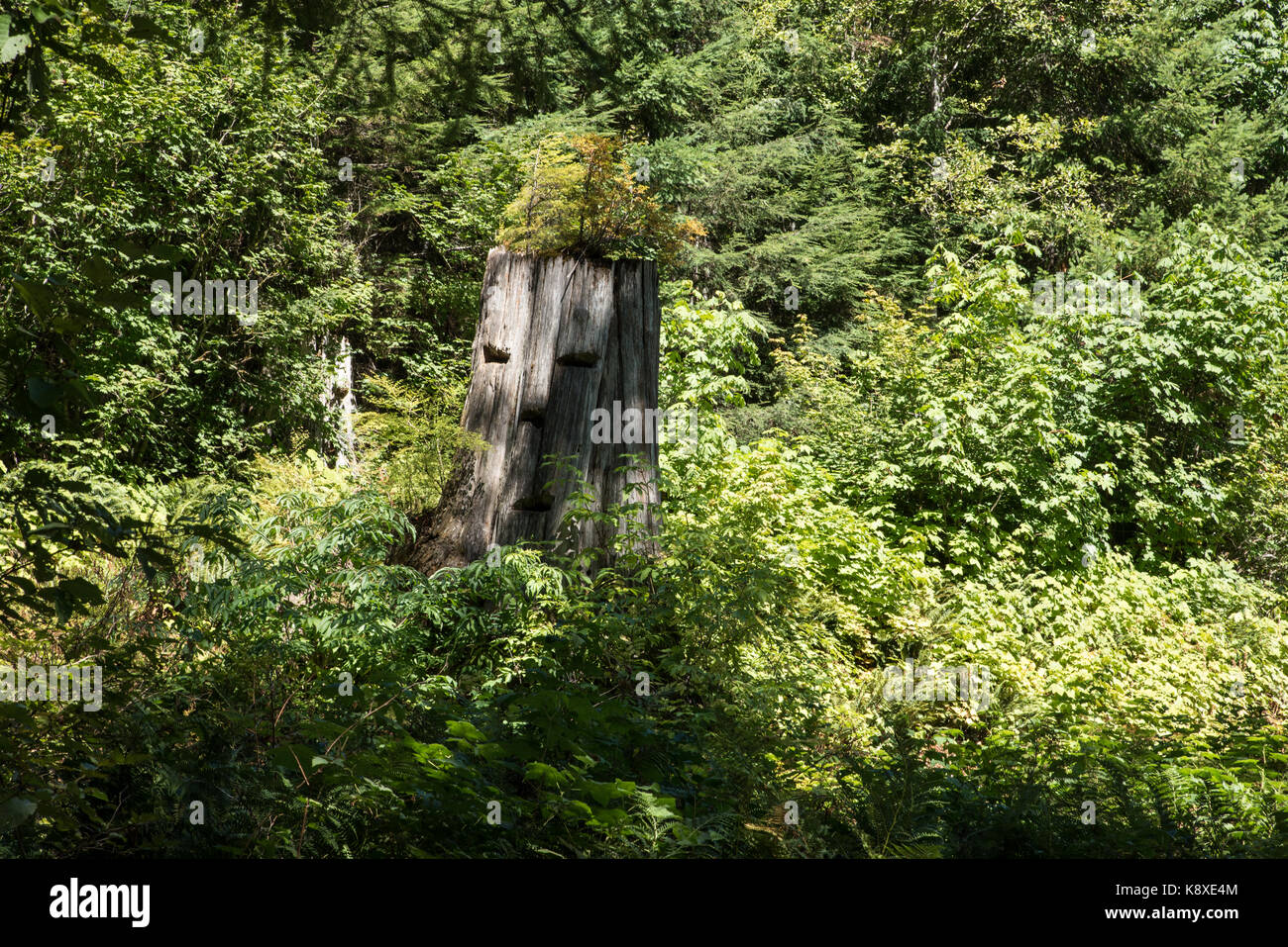Forest Guardian -A forest guardian watches over woods and shrubs. He ...