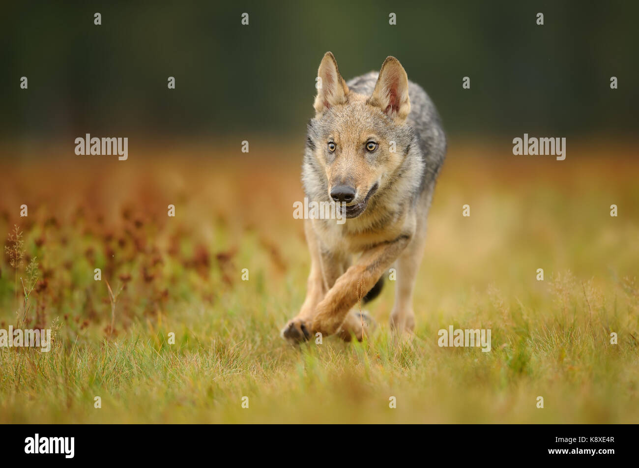 Running wolf cub from front view Stock Photo - Alamy