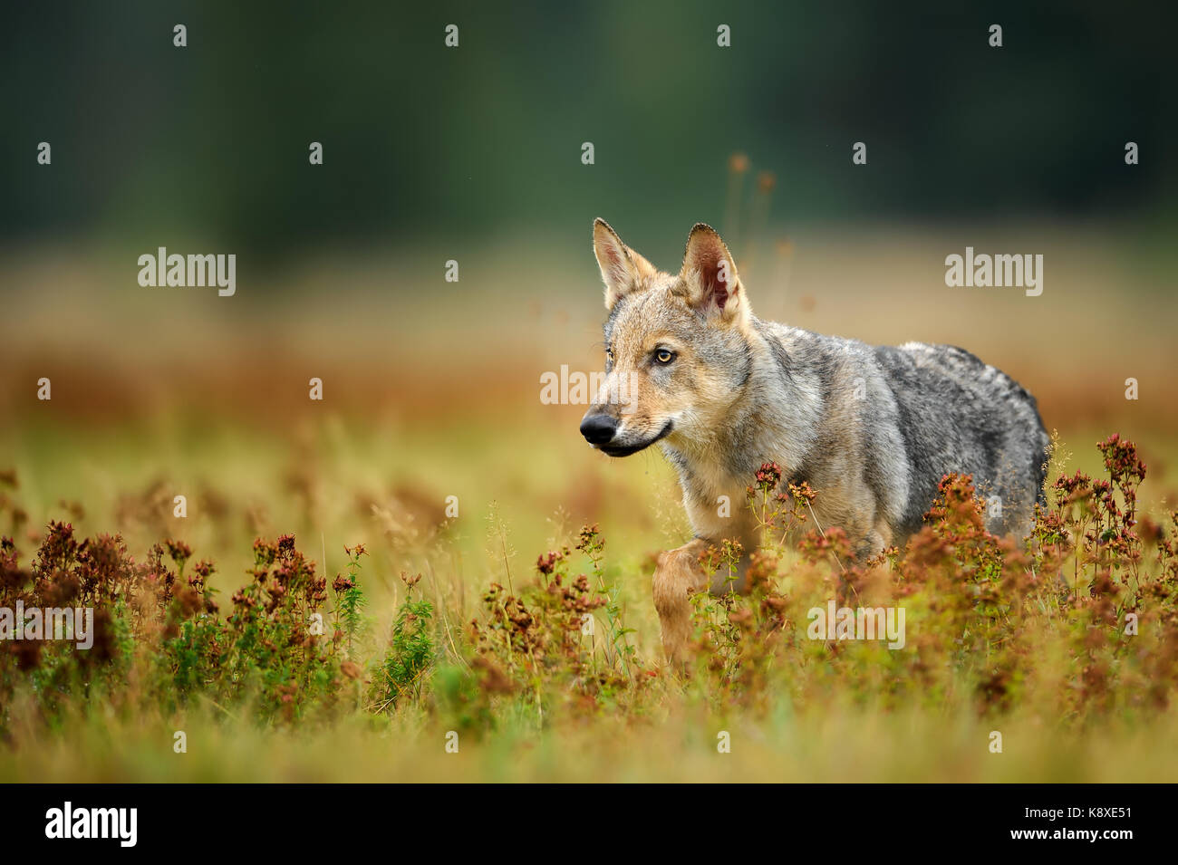 Wolf cub staring in colorful grass Stock Photo - Alamy
