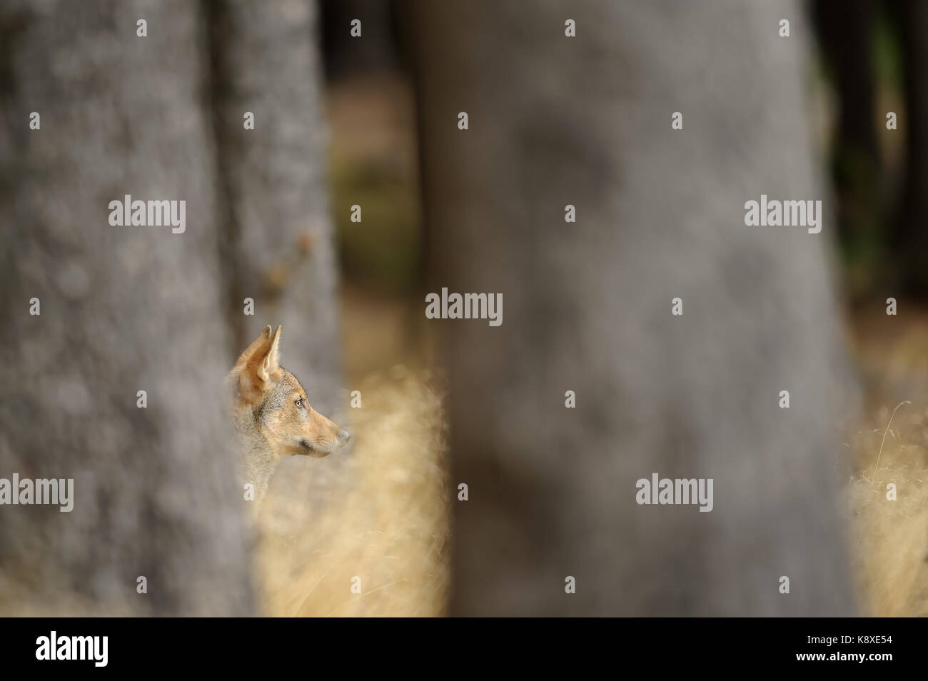 Hidden wolf cub head between trees and yellow grass Stock Photo - Alamy
