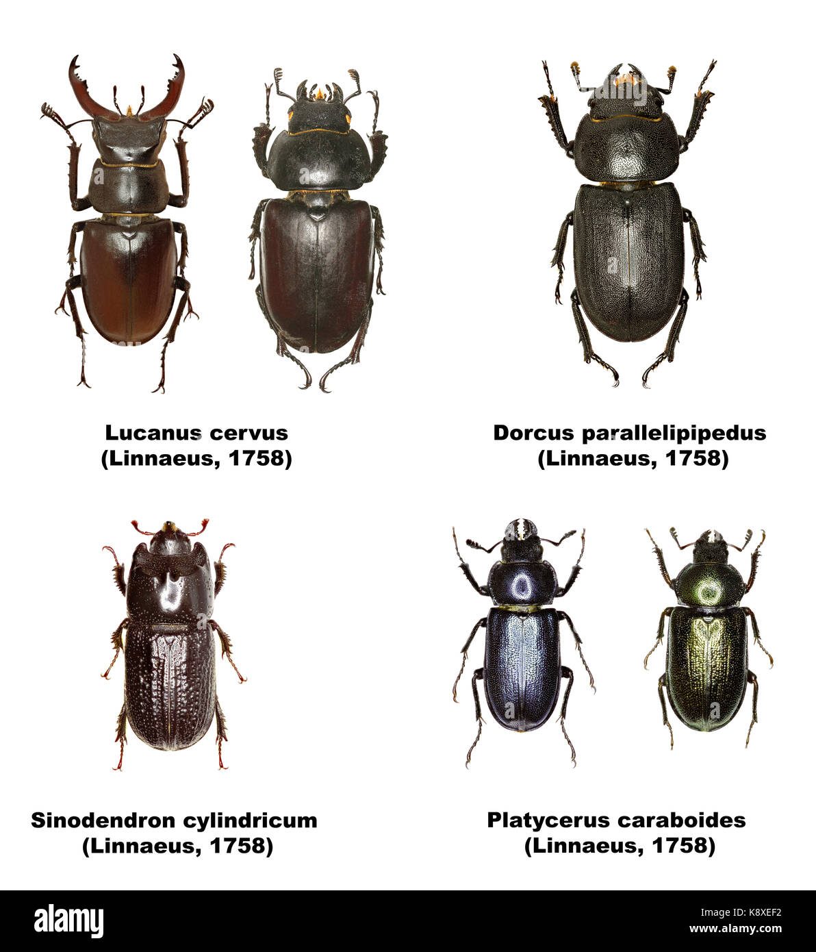 Lucanidae Stag Beetles