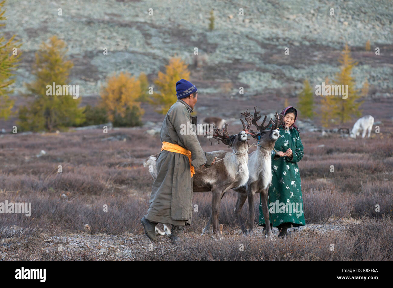 tsaatan couple with their reindeer in Northern Mongolian landscape ...