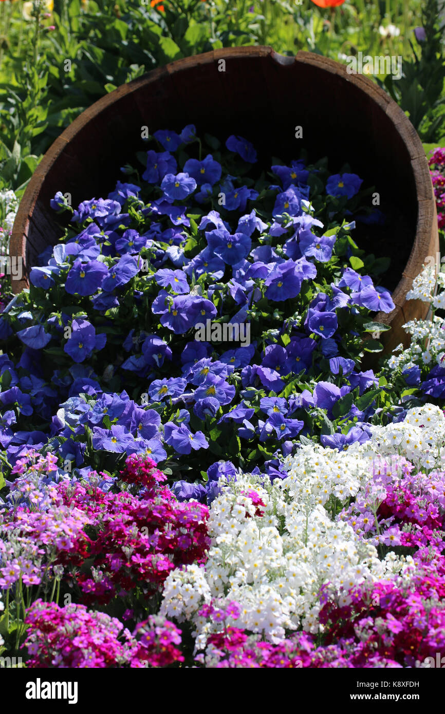 Purple barrel hi-res stock photography and images - Alamy