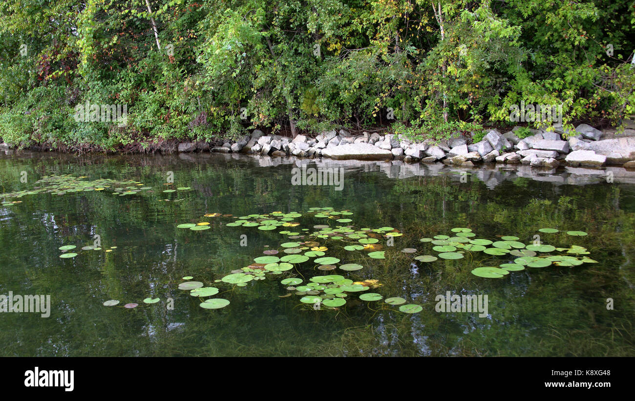 Lilly pads on a rivers edge with rocks and trees on the St. Lawrence ...