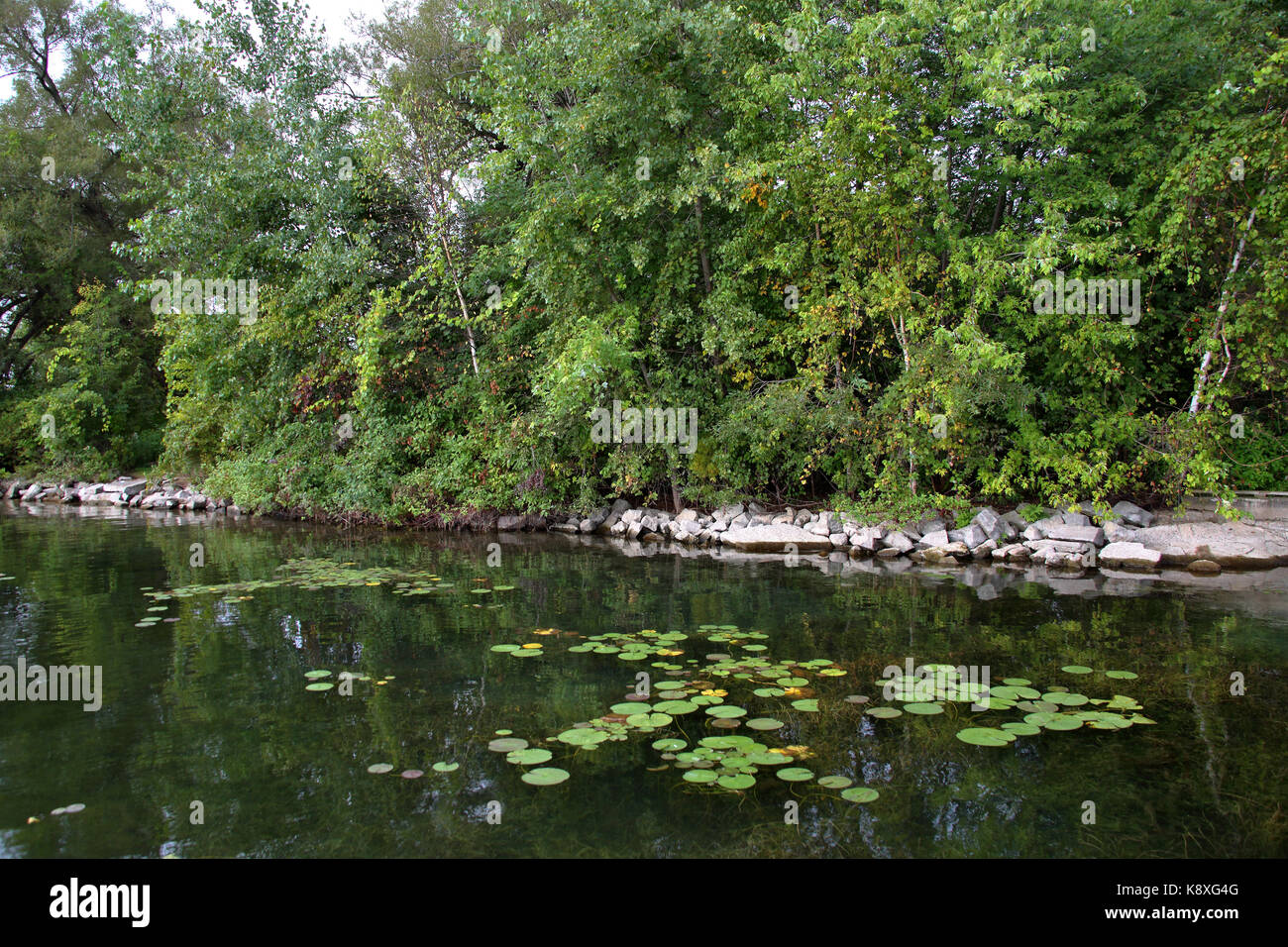 Lilly pads on a rivers edge with rocks and trees on the St. Lawrence ...