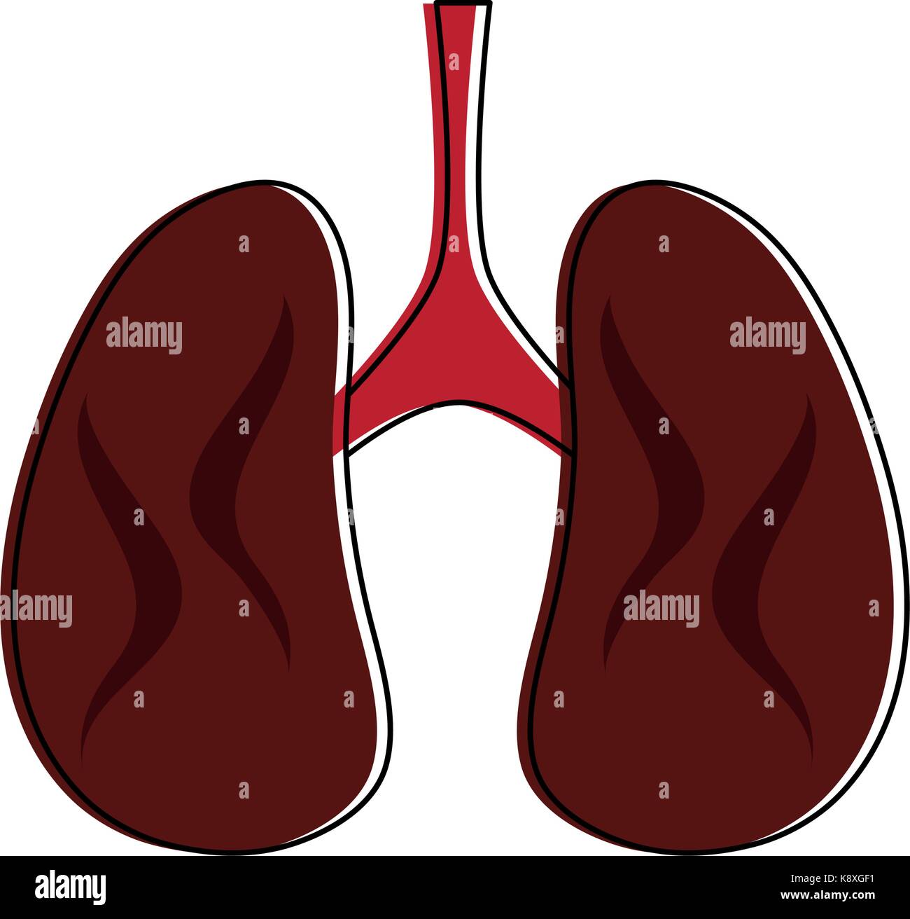 lungs anatomy icon image Stock Vector Image & Art - Alamy