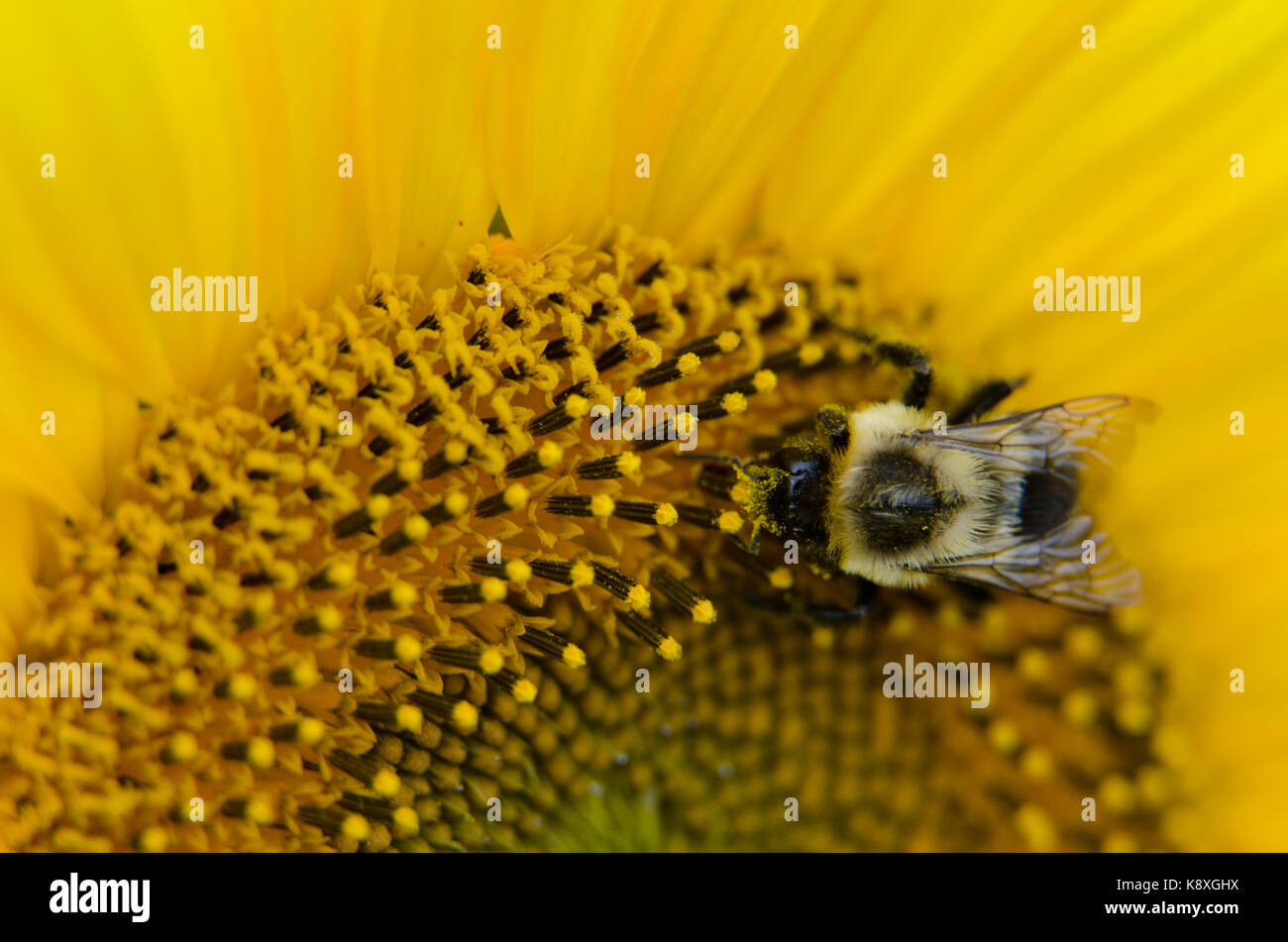 Big fat bee hi-res stock photography and images - Alamy