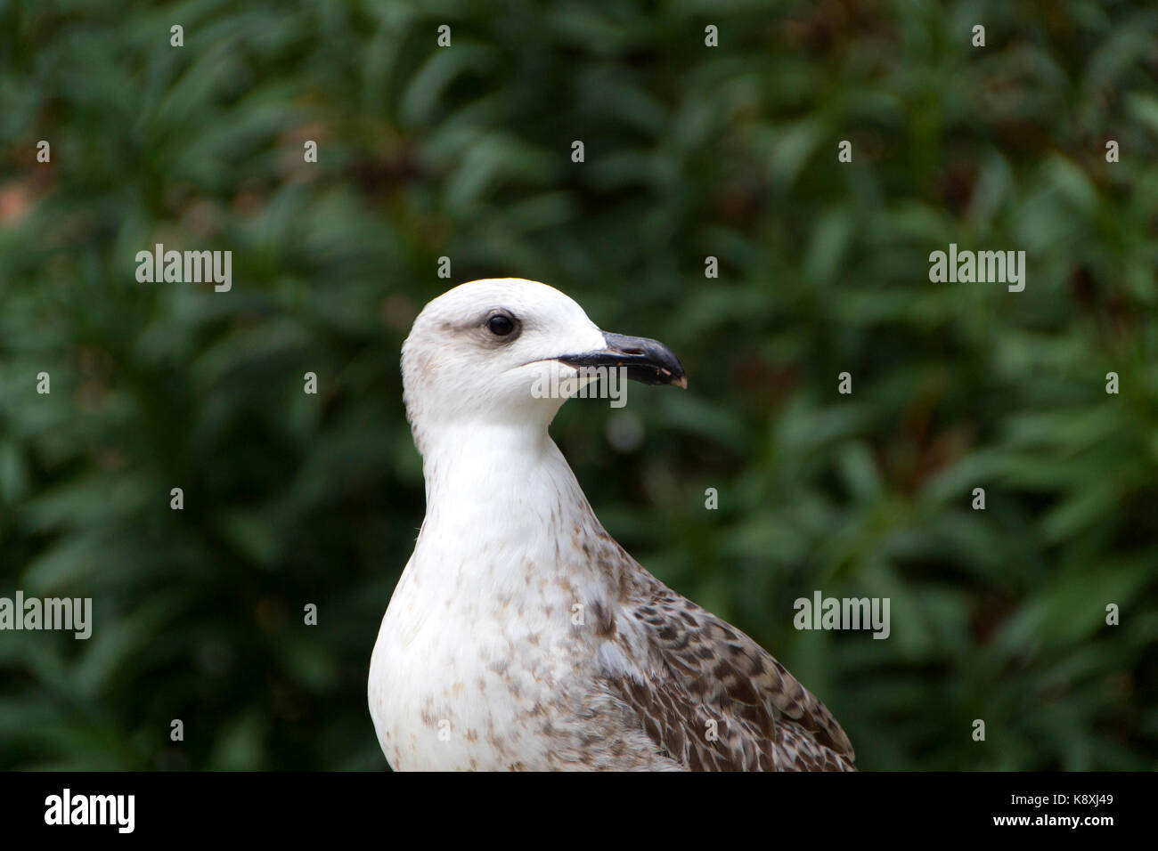 Close up view of white birds seagulls. A seagull staring at the camera ...