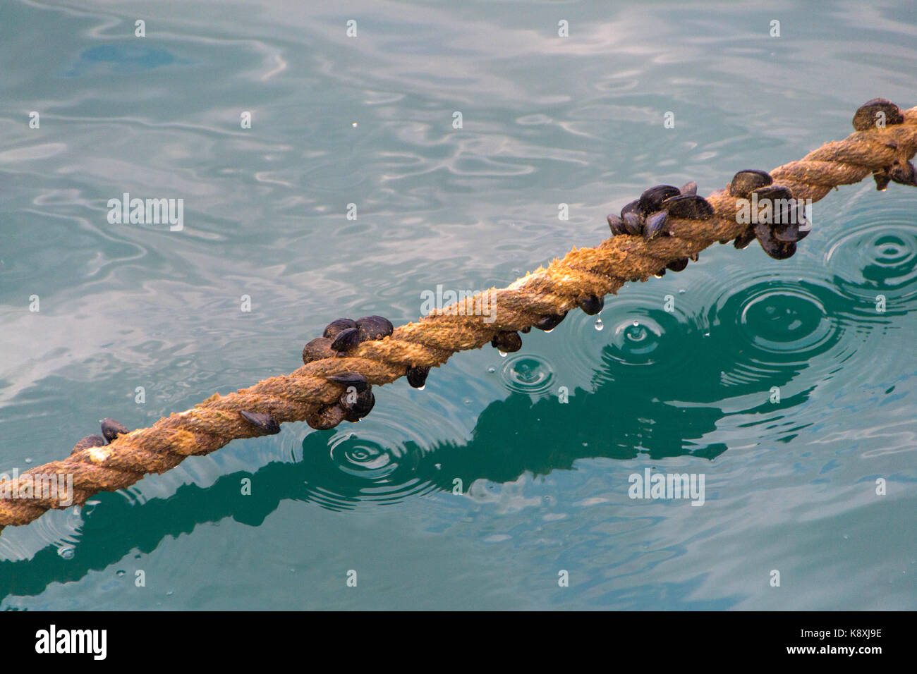 Marine rope for boat docking. Hemp or boat rope Stock Photo - Alamy