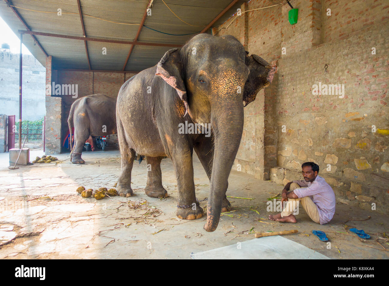 They paint their mouth their feet hi-res stock photography and images ...