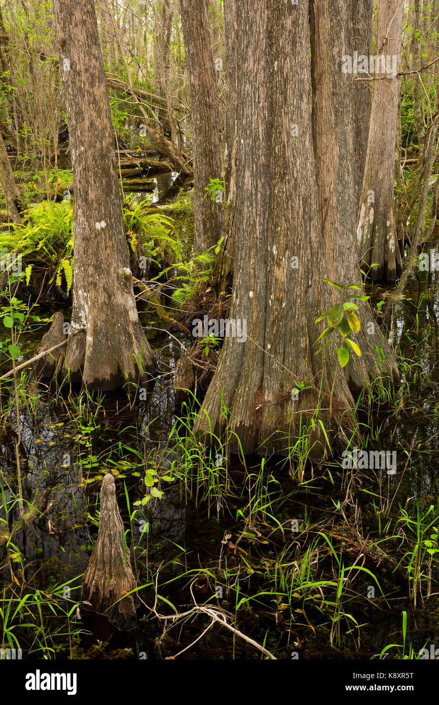 Cypress trees florida hi-res stock photography and images - Alamy