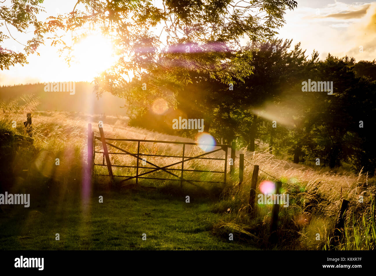 Sun setting through tree in countryside with lens flare Stock Photo - Alamy