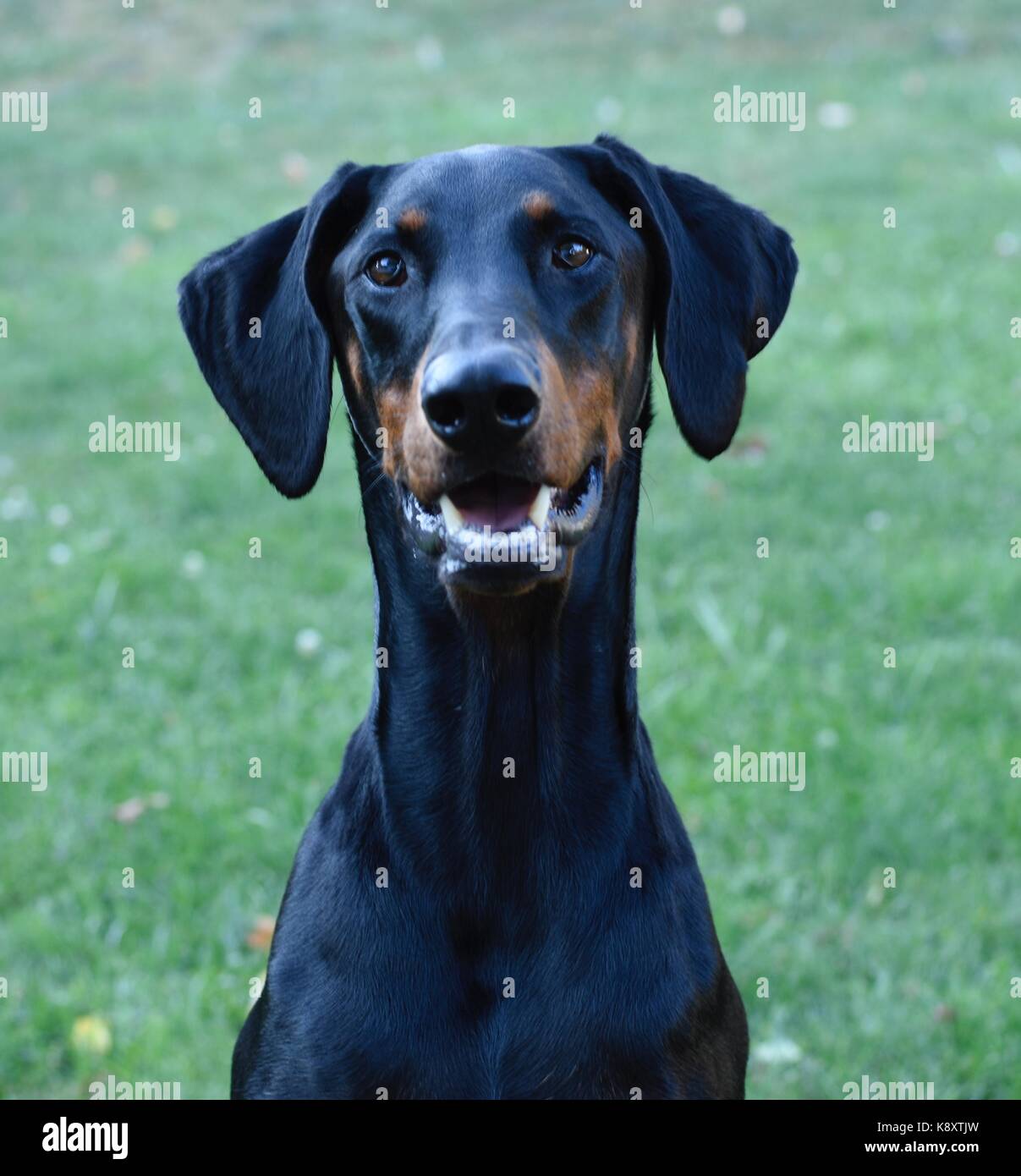 Doberman guam hi-res stock photography and images - Alamy
