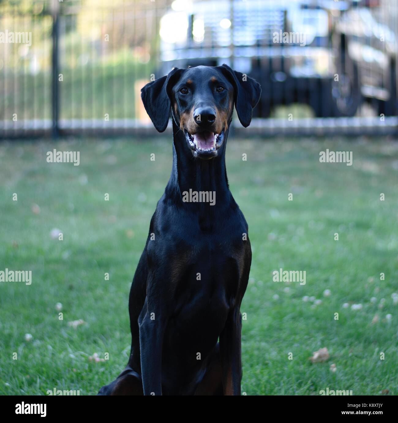4 Year Old Doberman Pinscher Stock Photo - Alamy