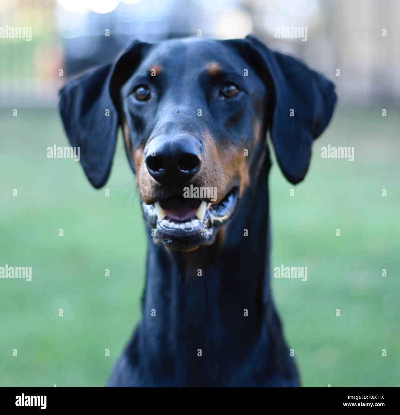 Olc Doberman Pinscher PET OF THE WEEK: Adopt Dixie The Adorable