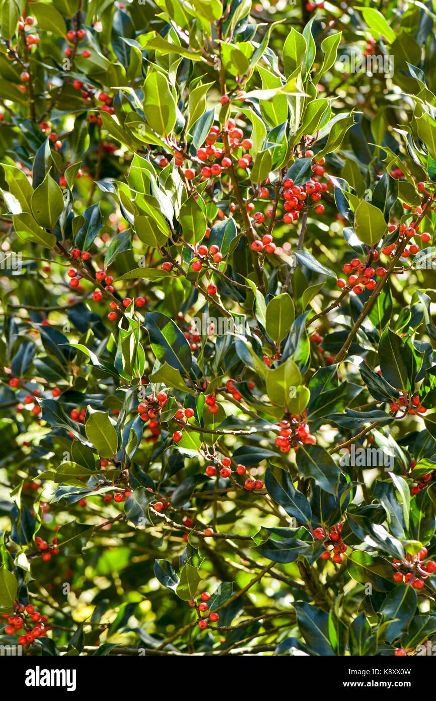 Holly tree (Ilex aquifolium), leaves and berries Stock Photo - Alamy