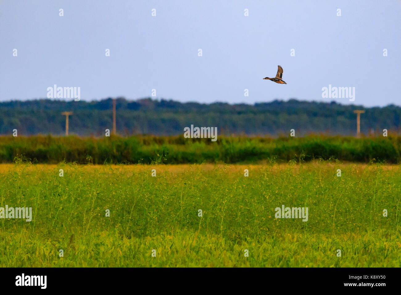 Conserve of duck hi-res stock photography and images - Alamy