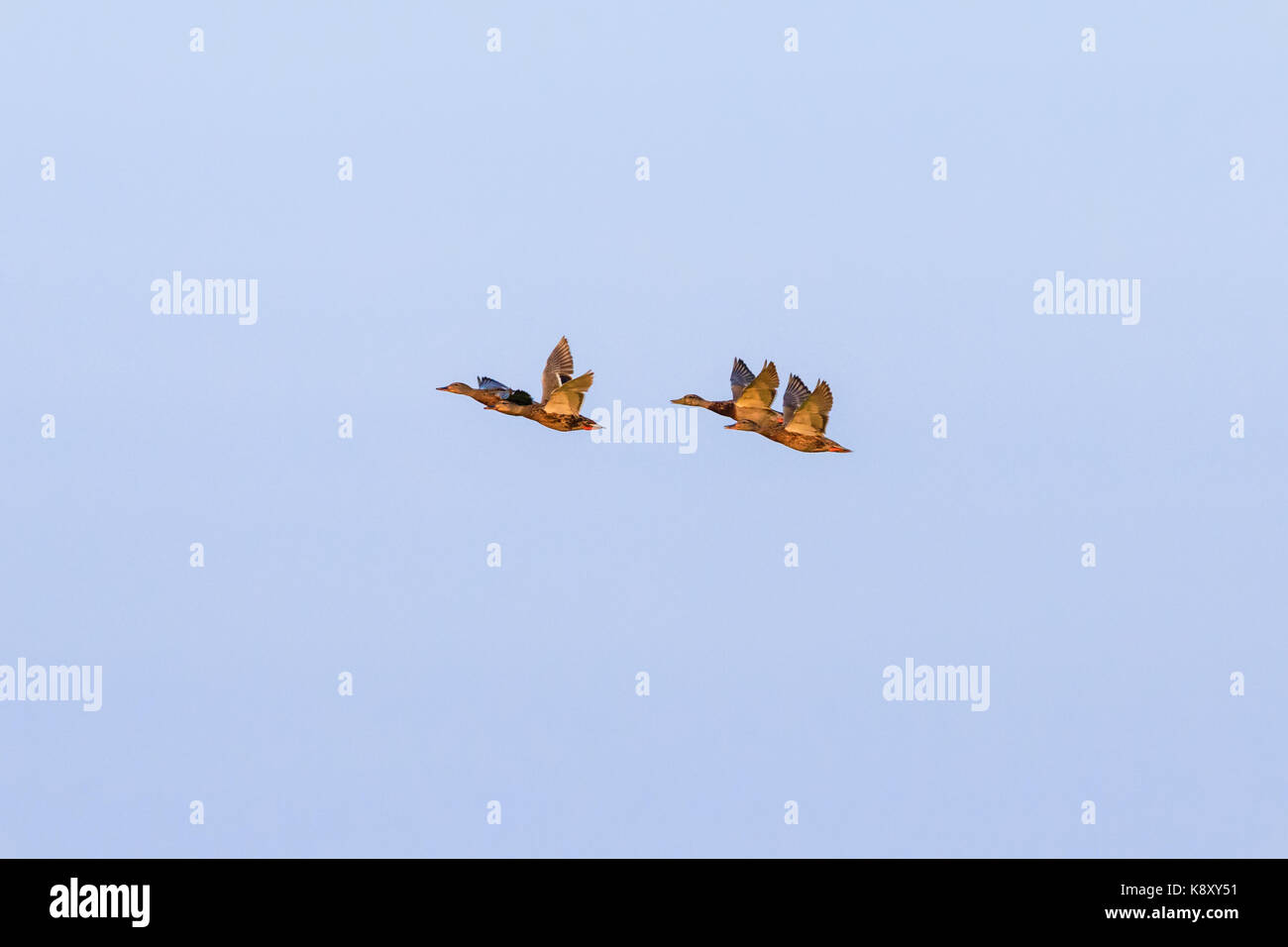 Two pairs of Mallard, Anas platyrhynchos, Ducks flying in Bald Knob ...