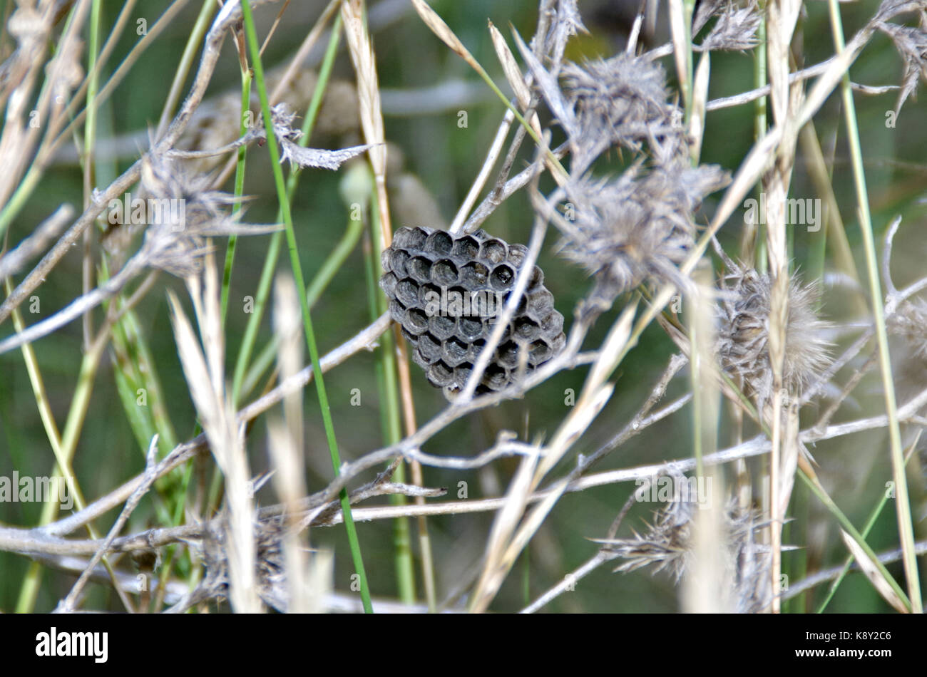 closeup view of a wasp nest Stock Photo - Alamy