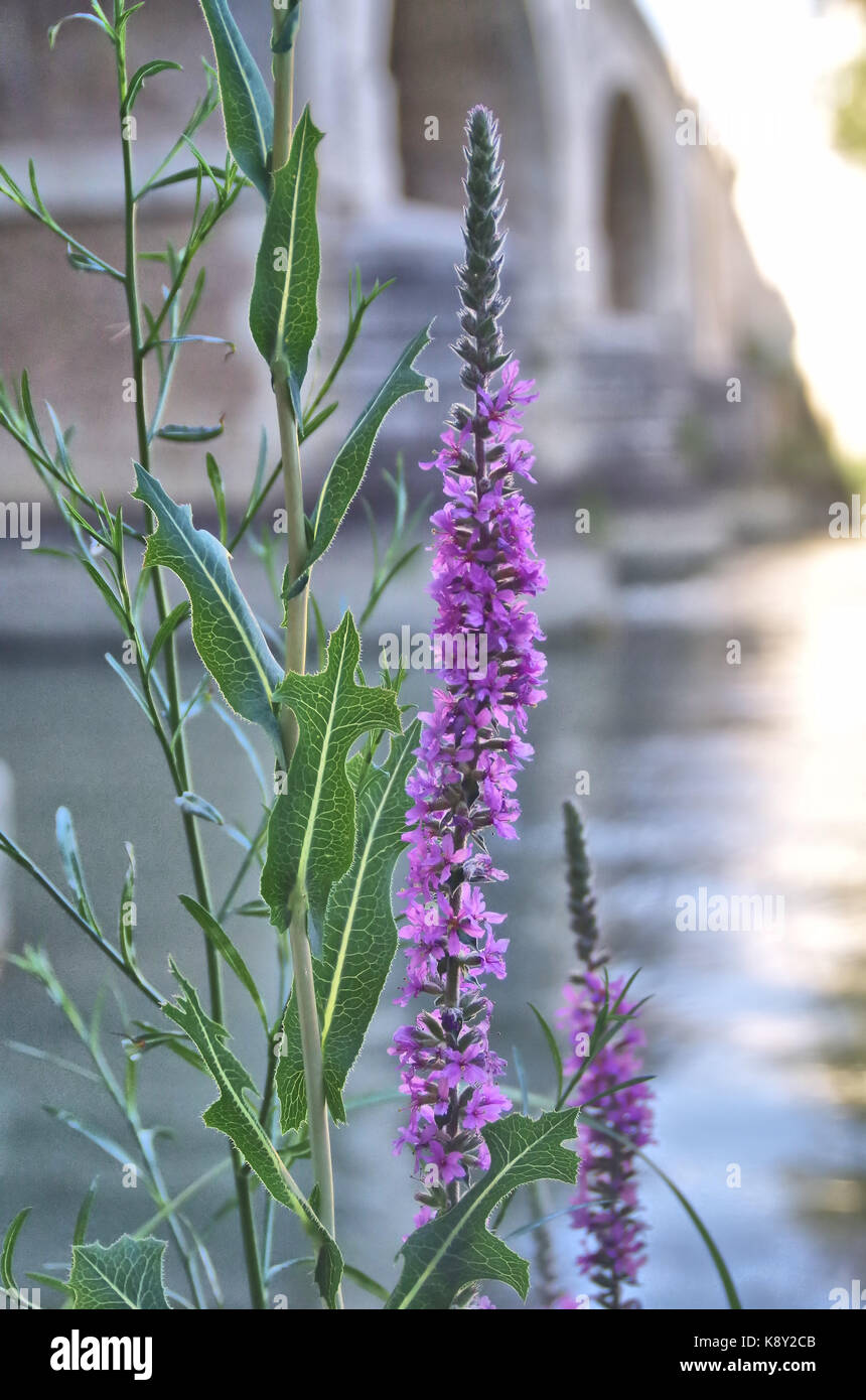 violet river flower standing under a bridge Stock Photo - Alamy