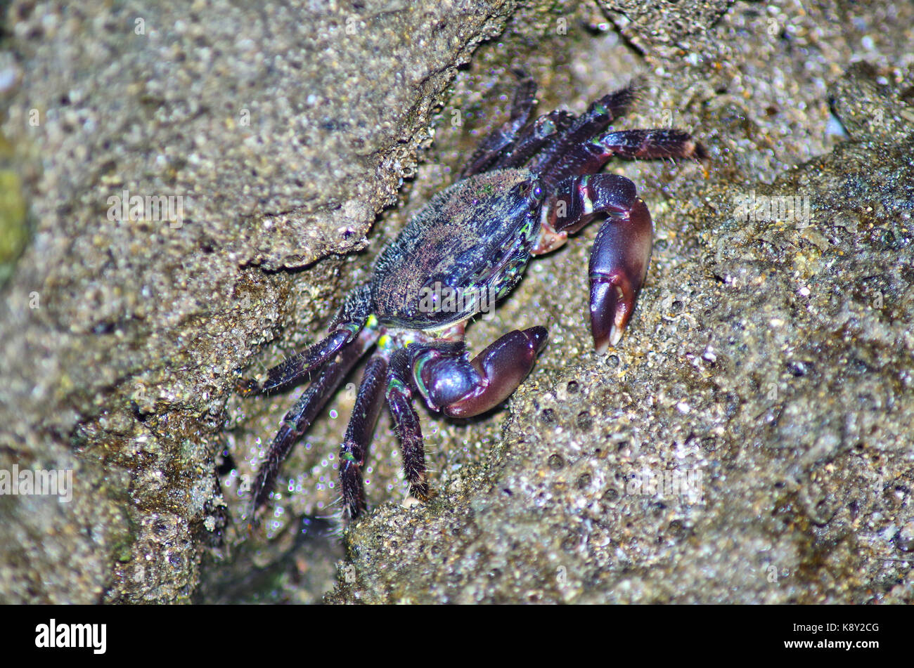 blue beautiful crab closeup view Stock Photo - Alamy
