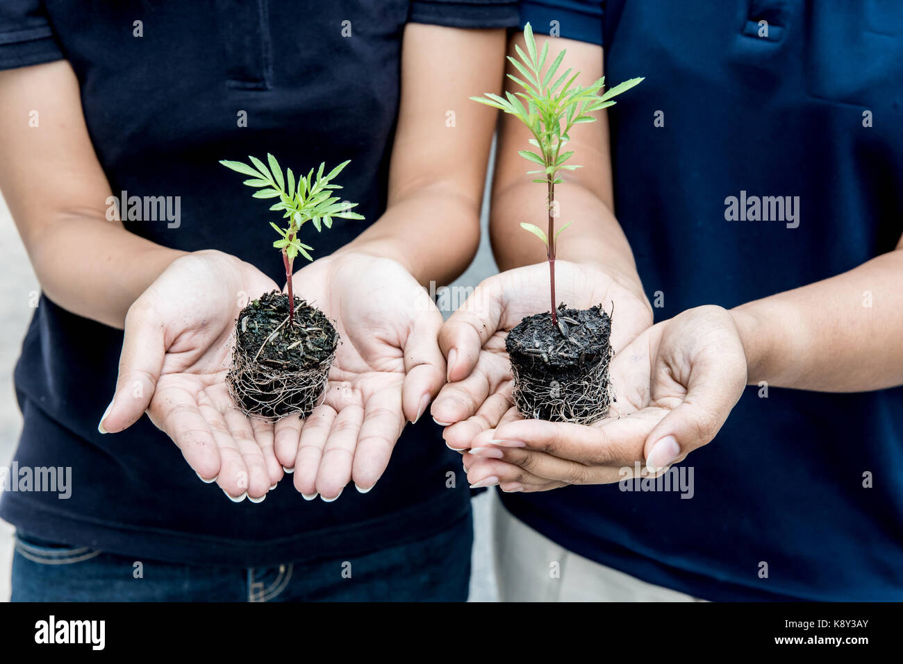 save earth save life by plant the tree, environment concept Stock Photo ...
