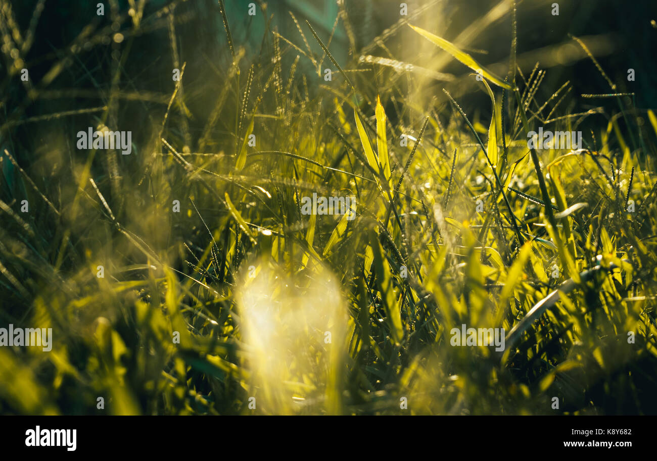close up of green grass swaying with the wind in warm morning sunlight ...