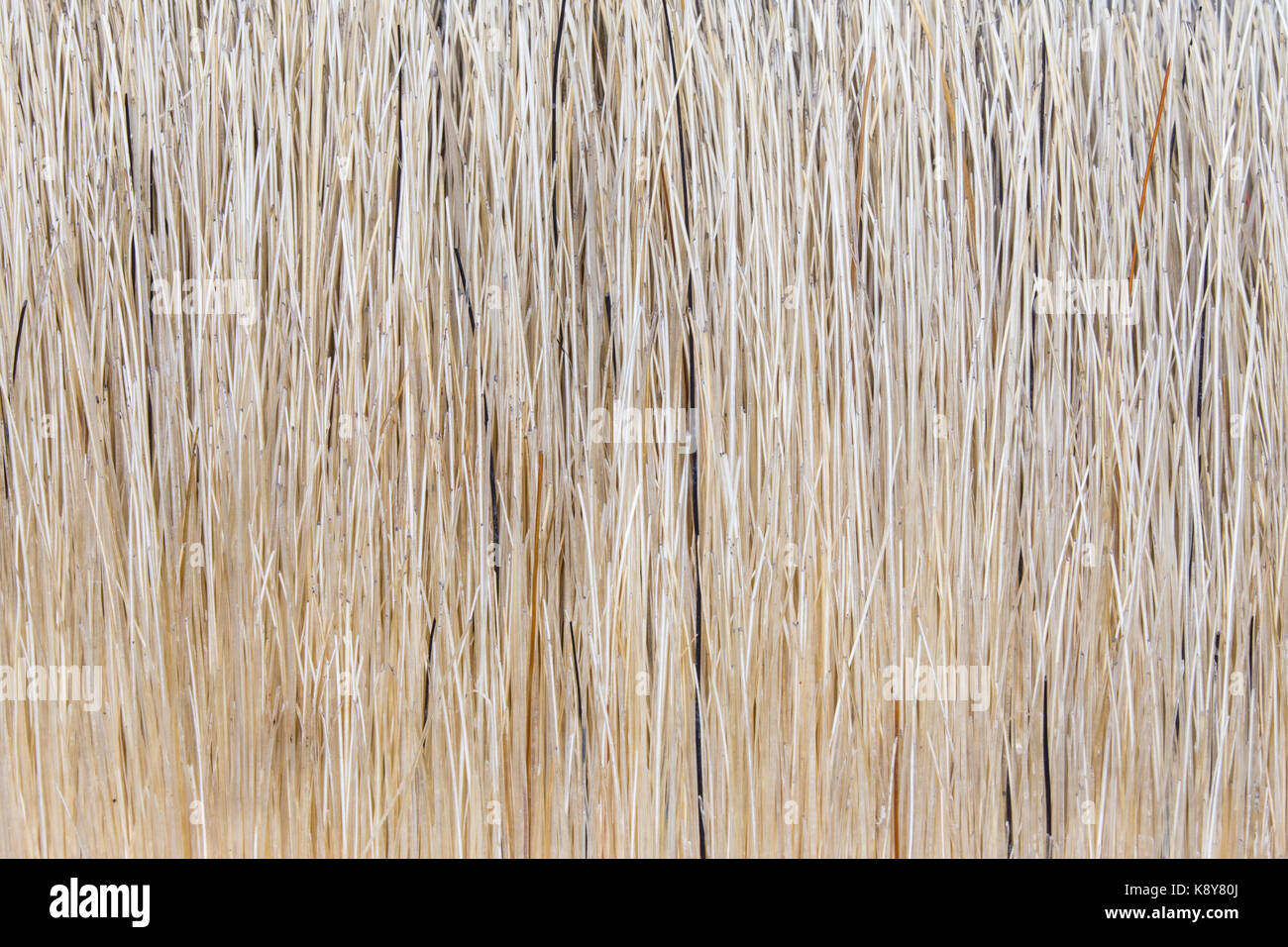 Close up of paint brush for background Stock Photo - Alamy