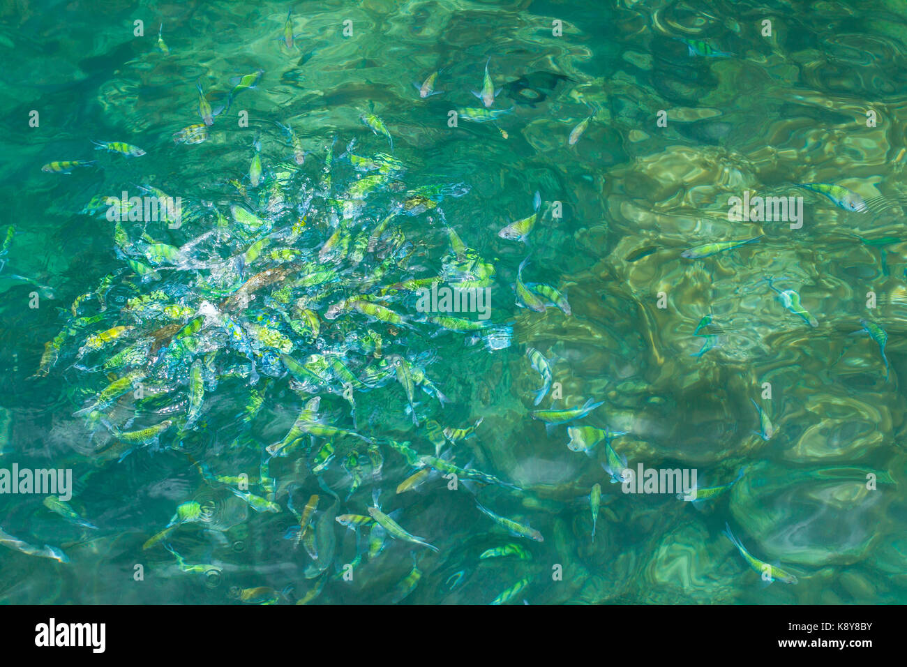 Abudefduf sea fish near the water surface from above Stock Photo - Alamy