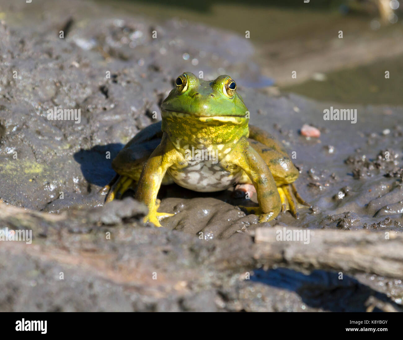 American bullfrog (Lithobates catesbeianus) at Ledges State Park, Iowa ...