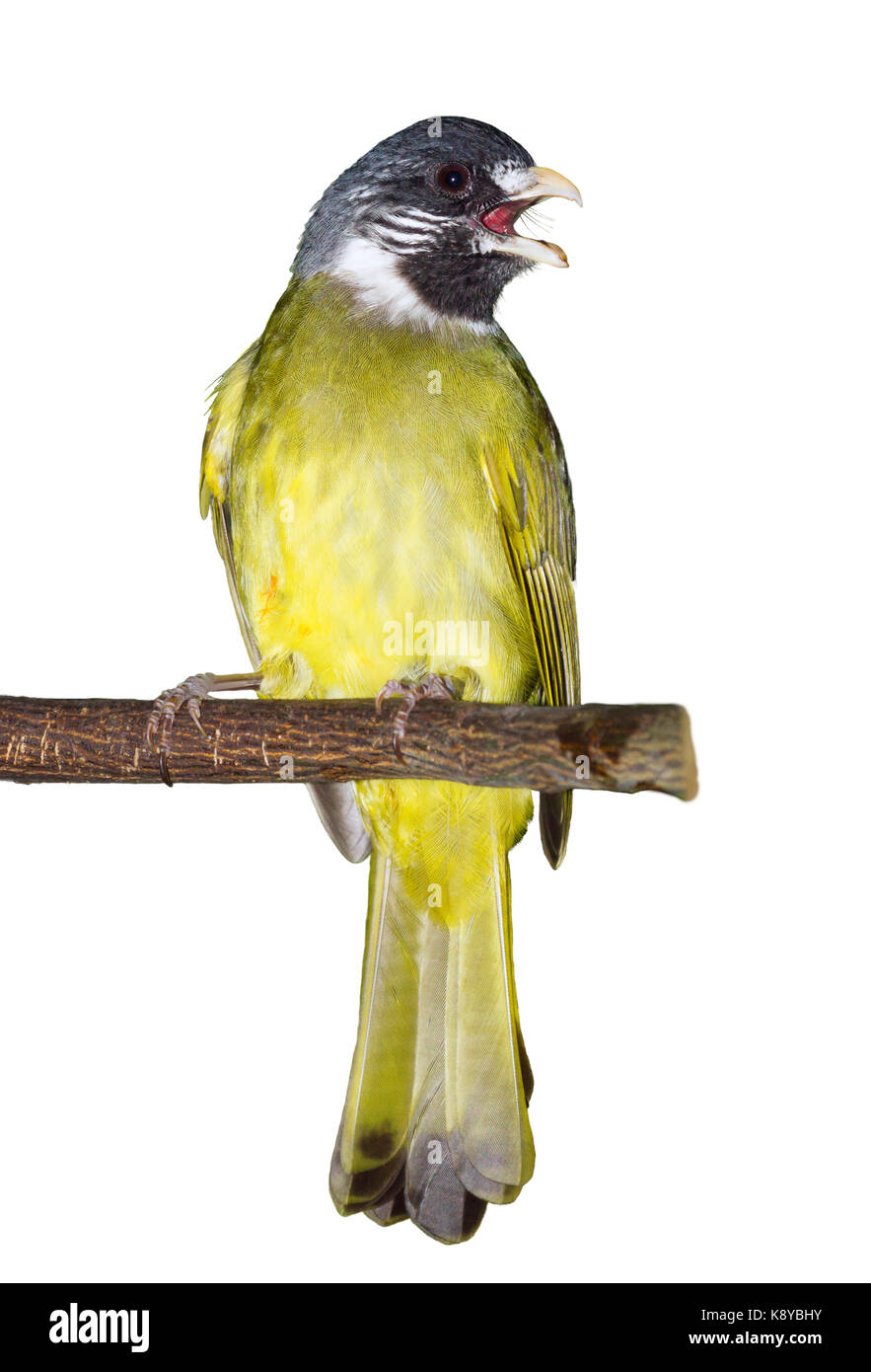 The collared finchbill (Spizixos semitorques), bulbul, isolated on ...