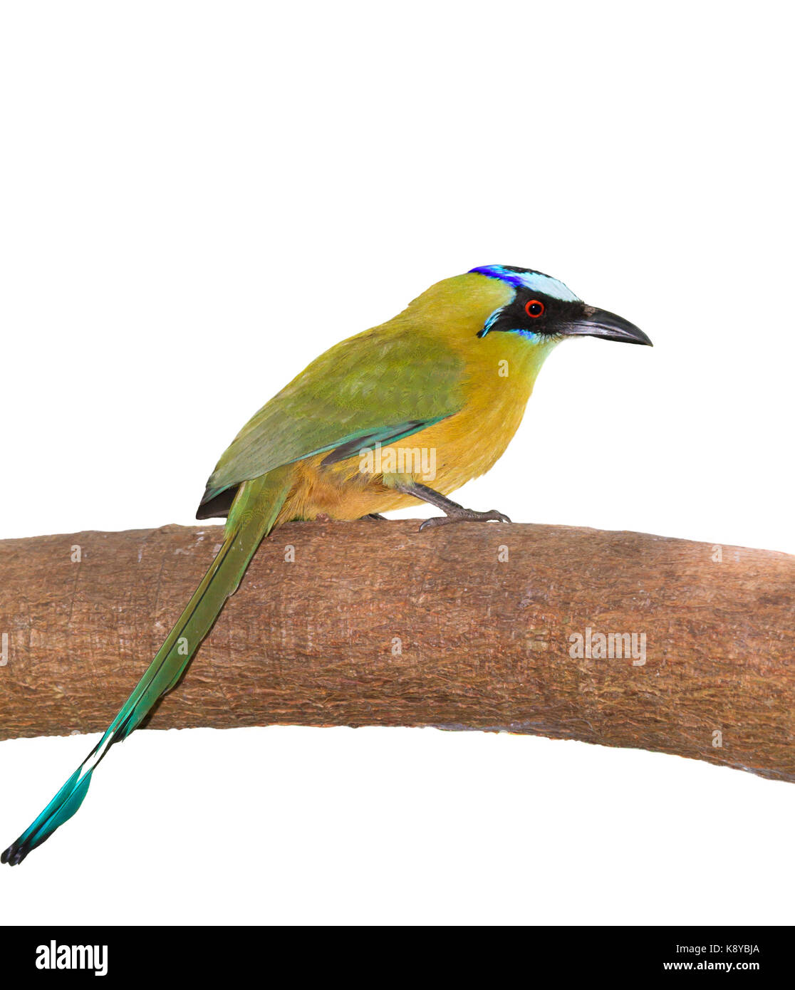 Motmot Cut Out Stock Images & Pictures - Alamy