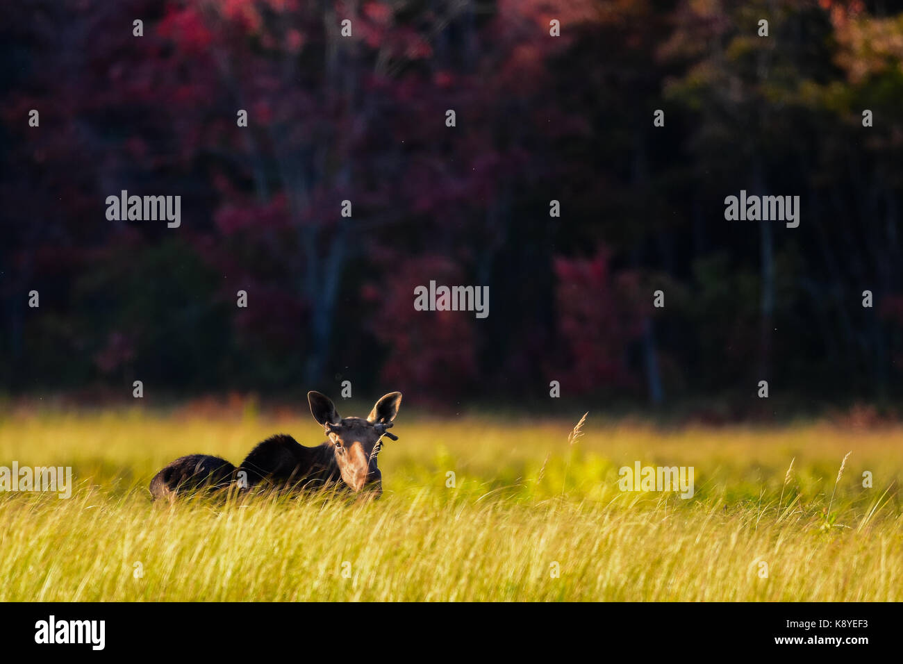 Yearling bull moose (Alces alces) resting in a grassy meadow on the ...